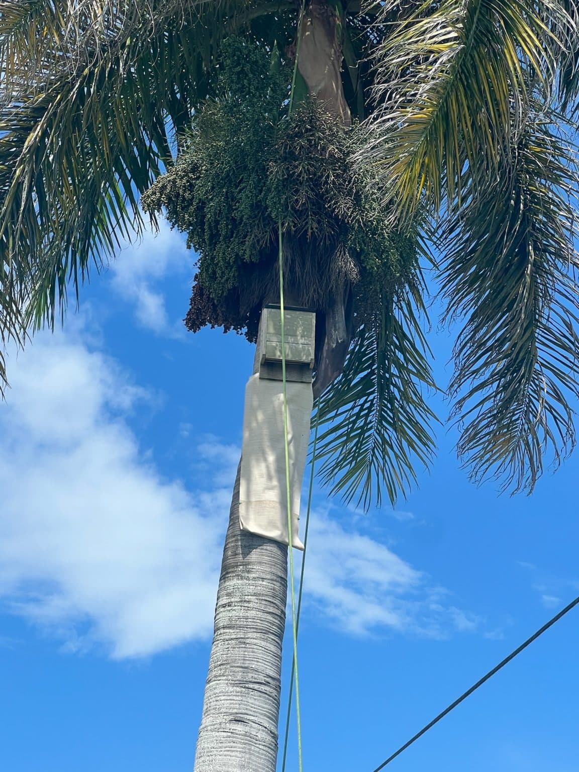 Bat colony falls from tree, over a hundred pups successfully renested ...