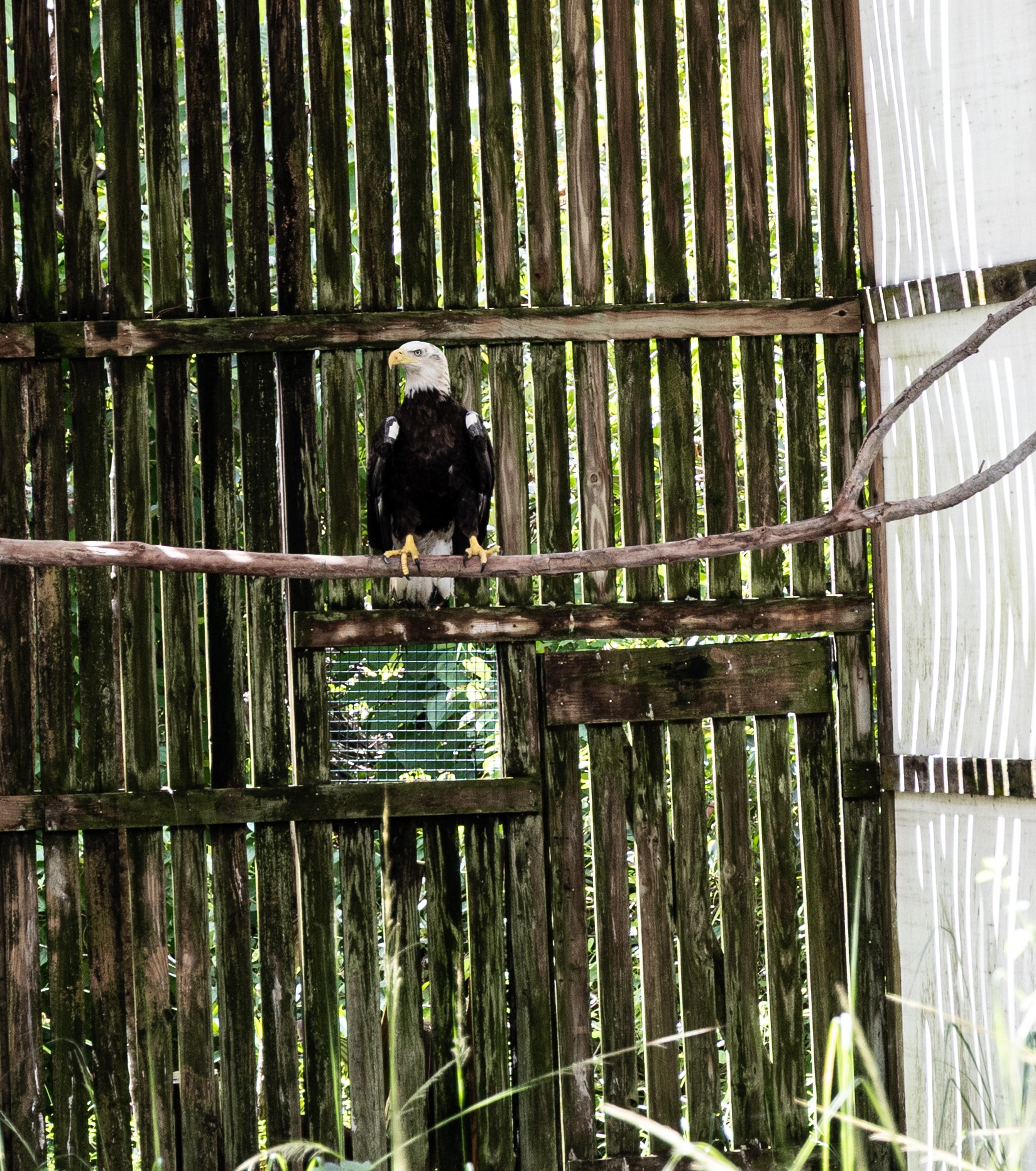 Eeee | Conservancy of Southwest Florida