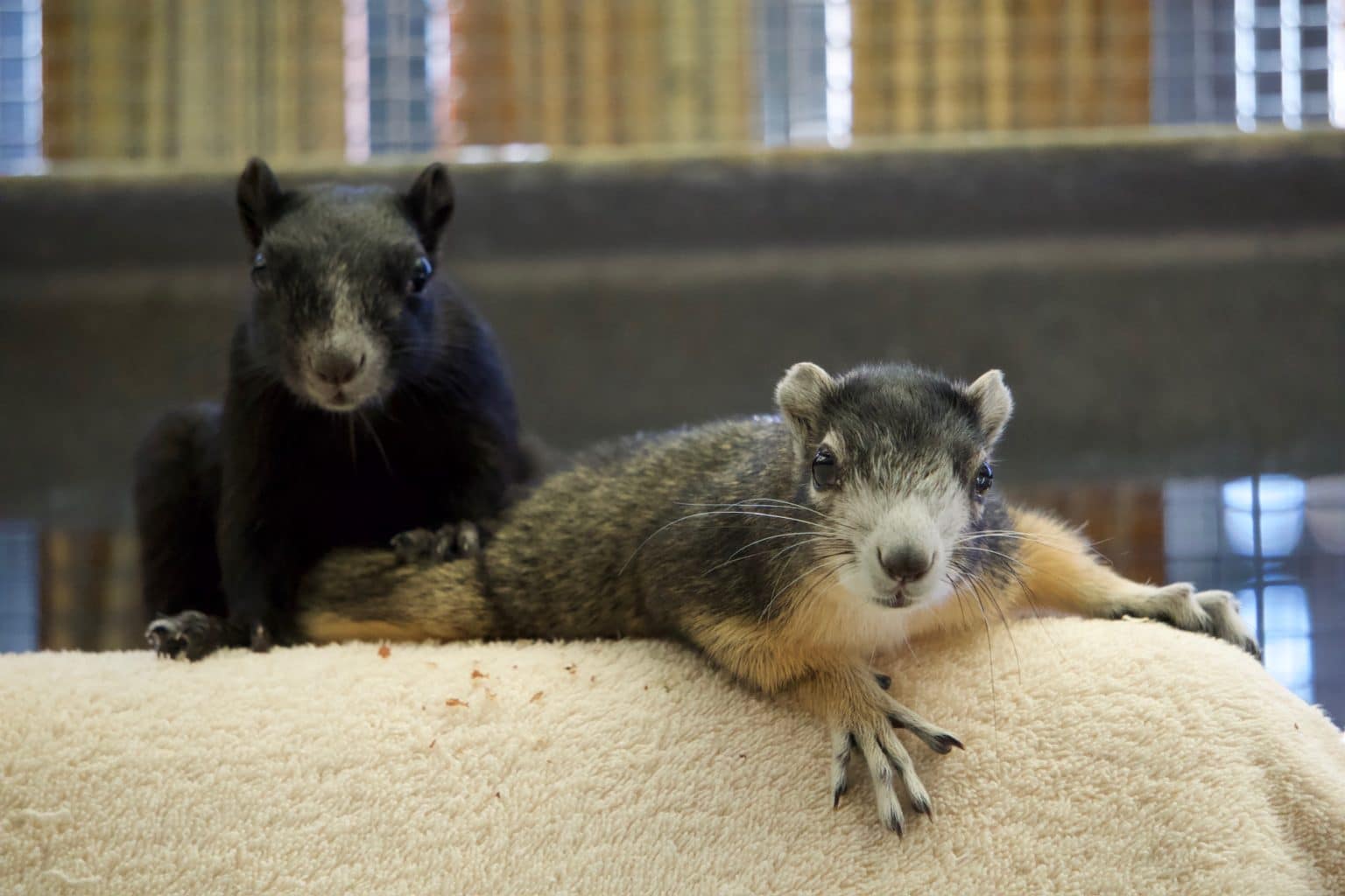 A rare sight returns to the wild: The Big Cypress fox squirrel ...