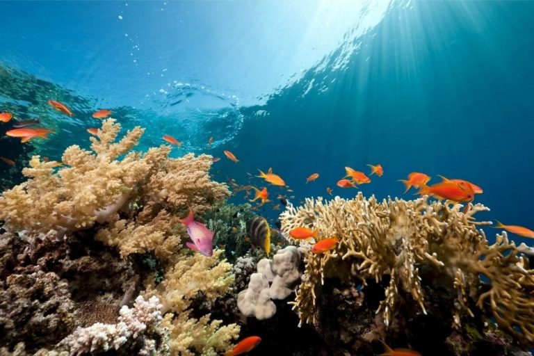 Ocean Reef With Fish | Conservancy of Southwest Florida