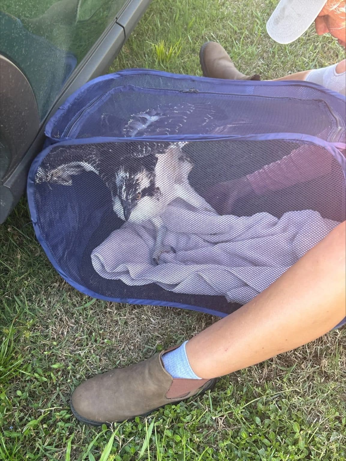 Young osprey returns to the wild following rescue and rehabilitation at ...